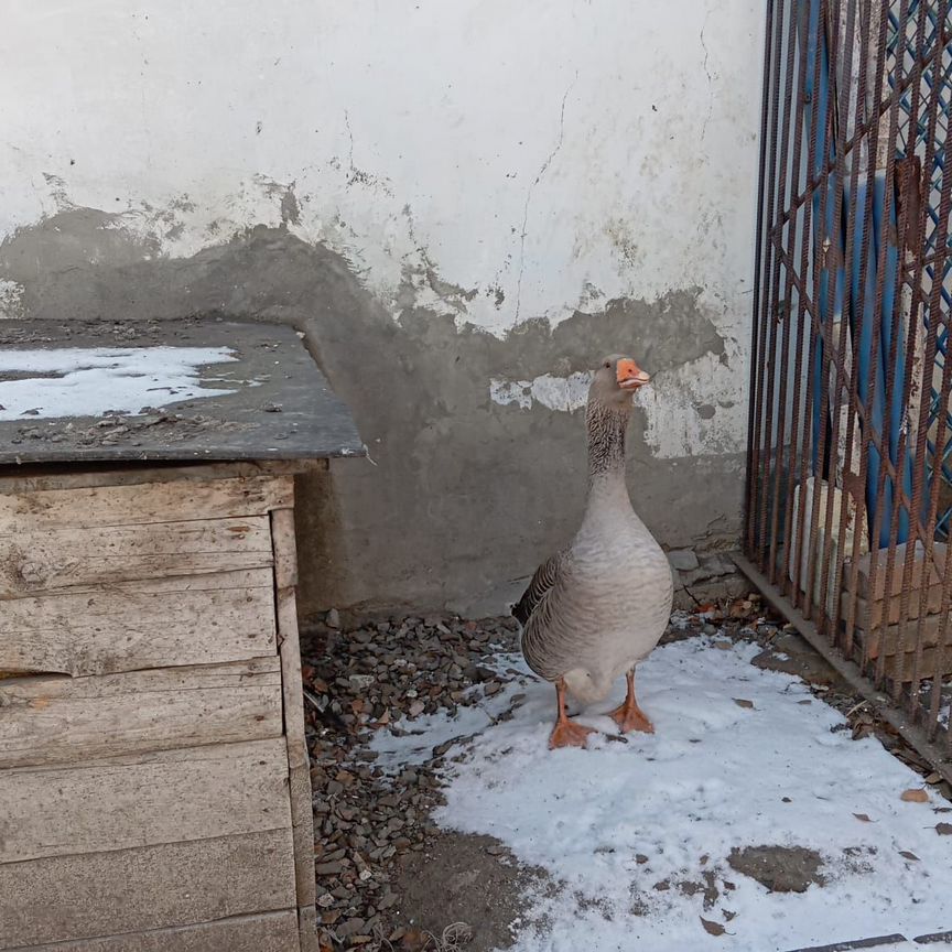 Продам гусей