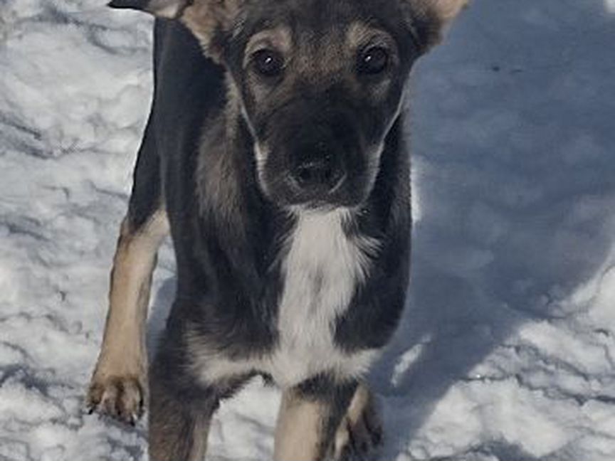 Мы ищем надёжных хозяев