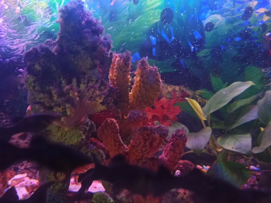 Рыбки молинезии