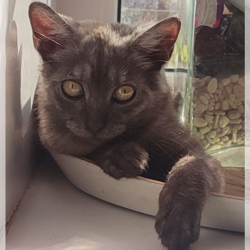 Котёнок Мотенька 4 мес в добрые ручки