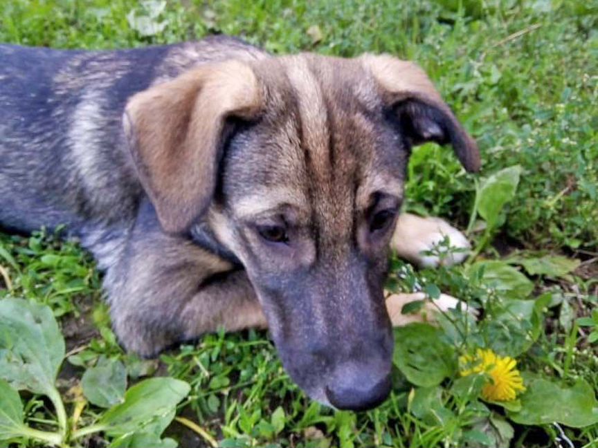 Щенок-подросток Кнопка