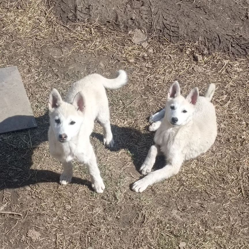 Отдам в добрые руки щенков