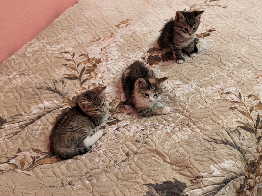 Котята в добрые руки