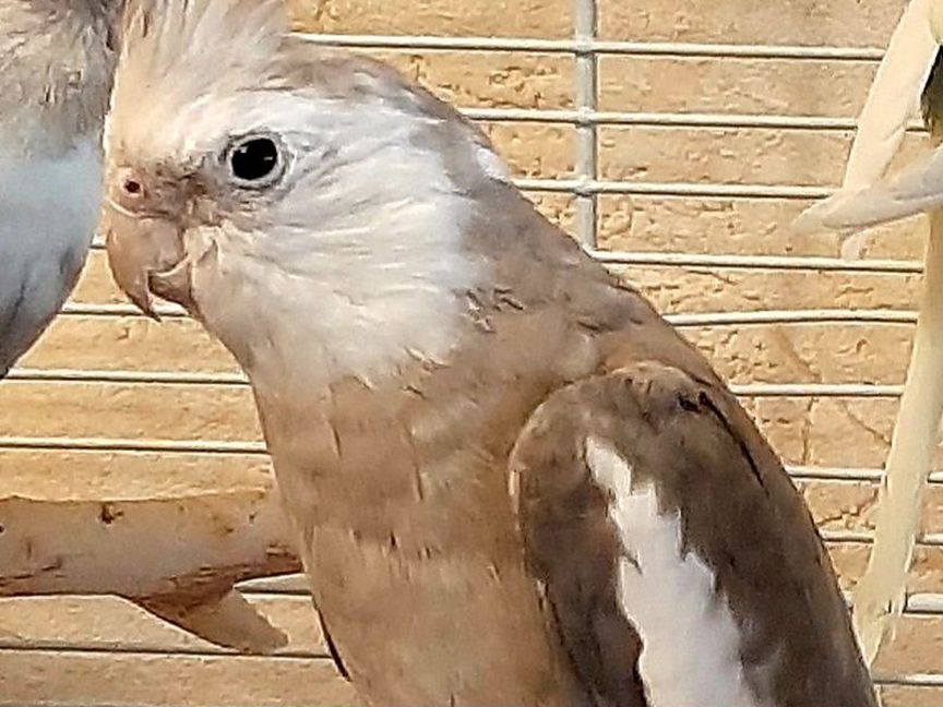 Попугай корелла белолицый мальчик