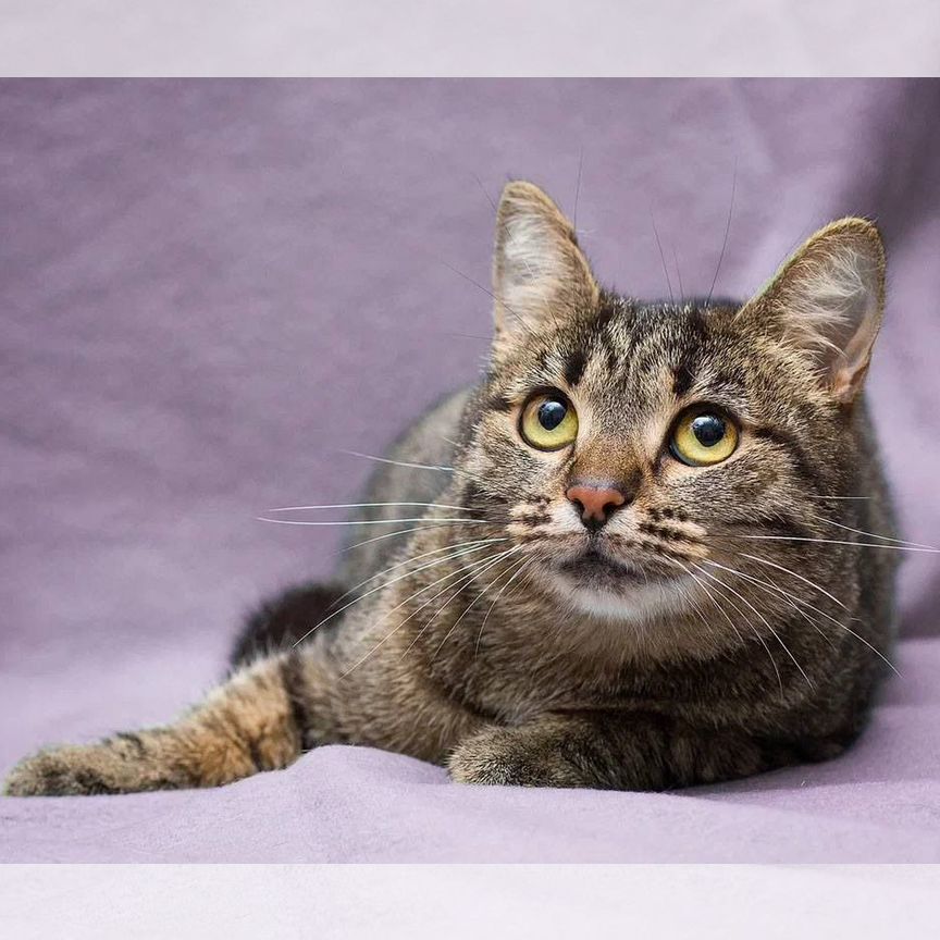 Кошка Пеппер ищет дом