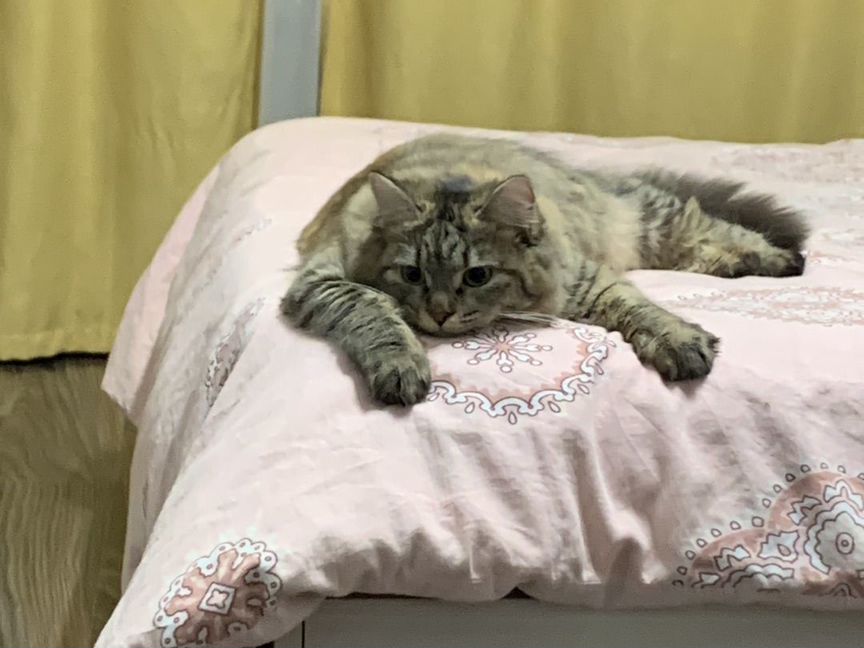 Котята в добрые руки приучены к лотку