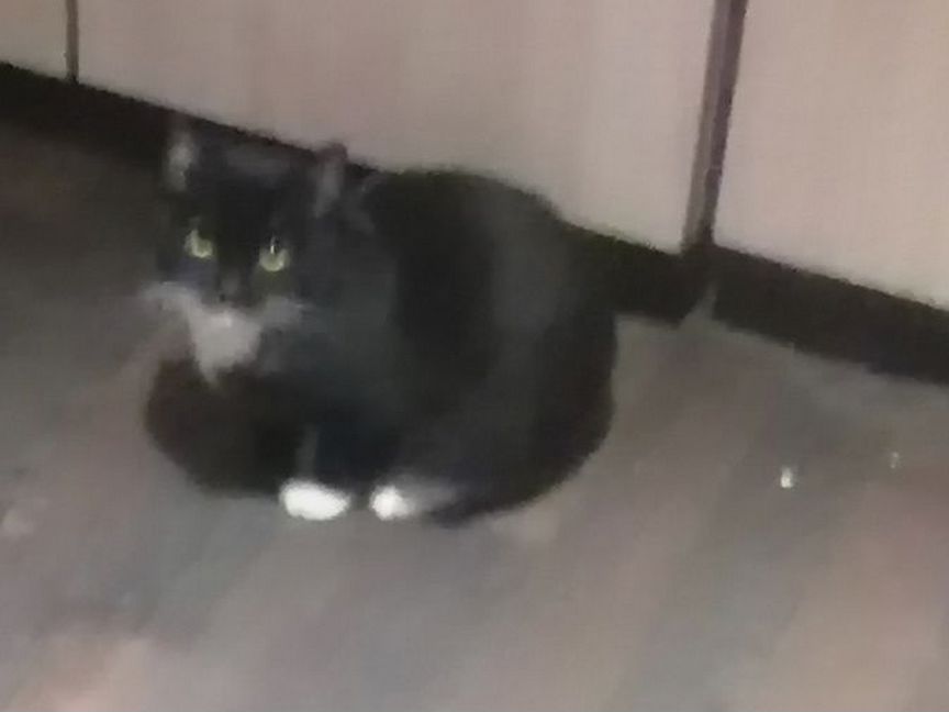 Котята ищут дом