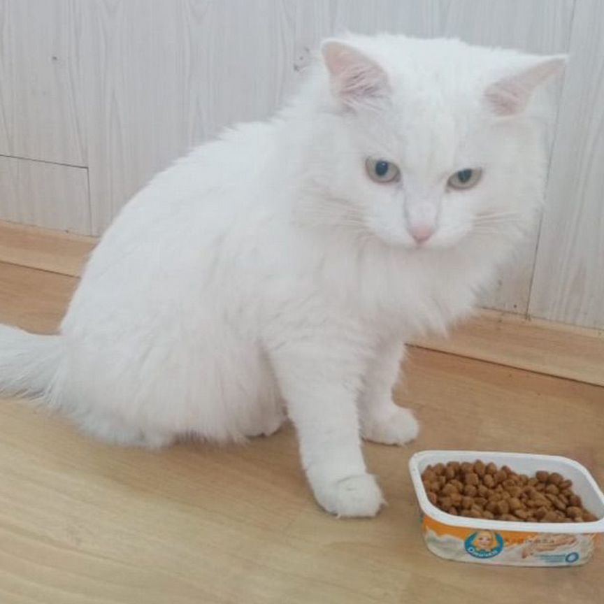 Кошка