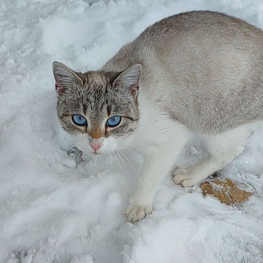 Тайский котёнок