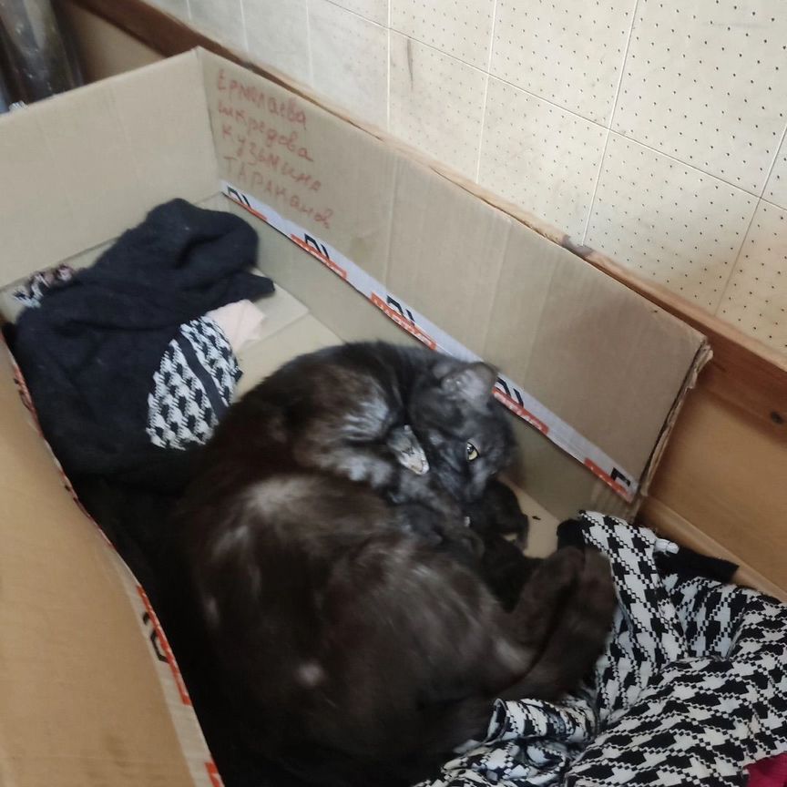 Котята