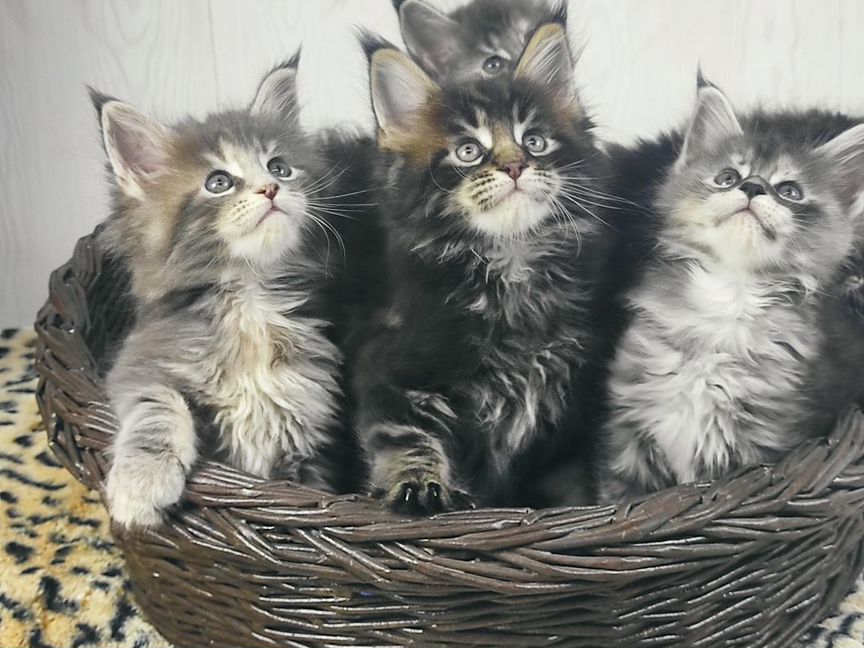 Котята(девочки) Мейн-кун с документами WCF