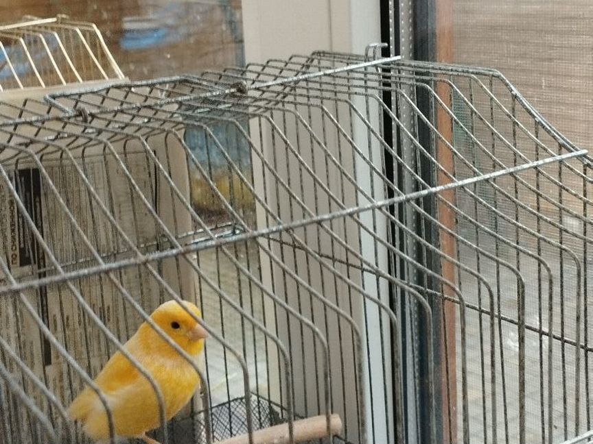 Кенар