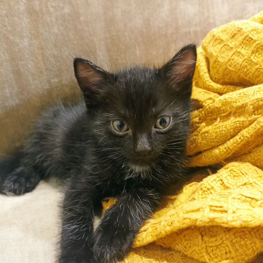 Котёнок чёрный в добрые руки
