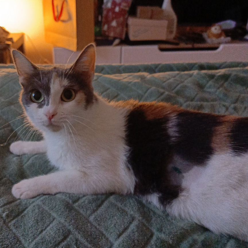 Взрослая, Девочка кошка в добрые руки