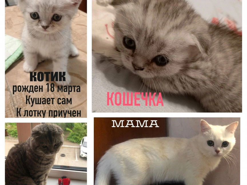 Шотландские котята