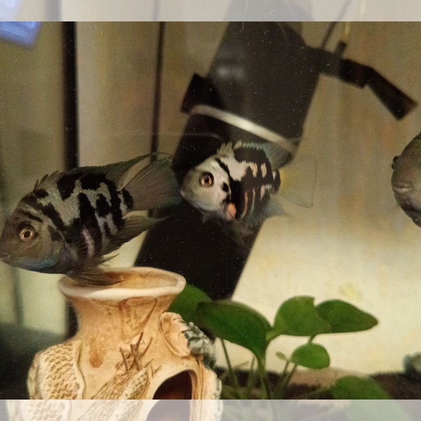 Продам аквариум