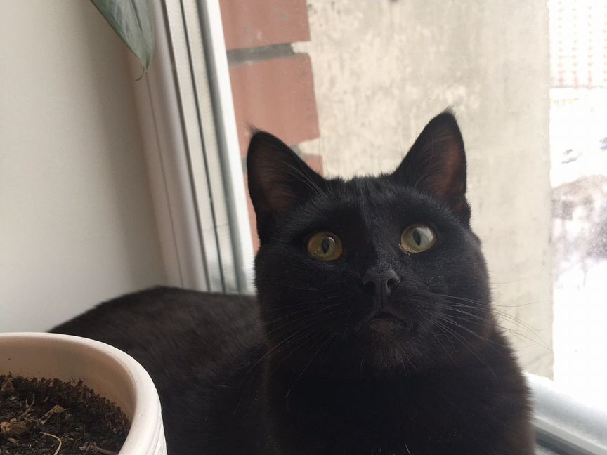 Кот котенок