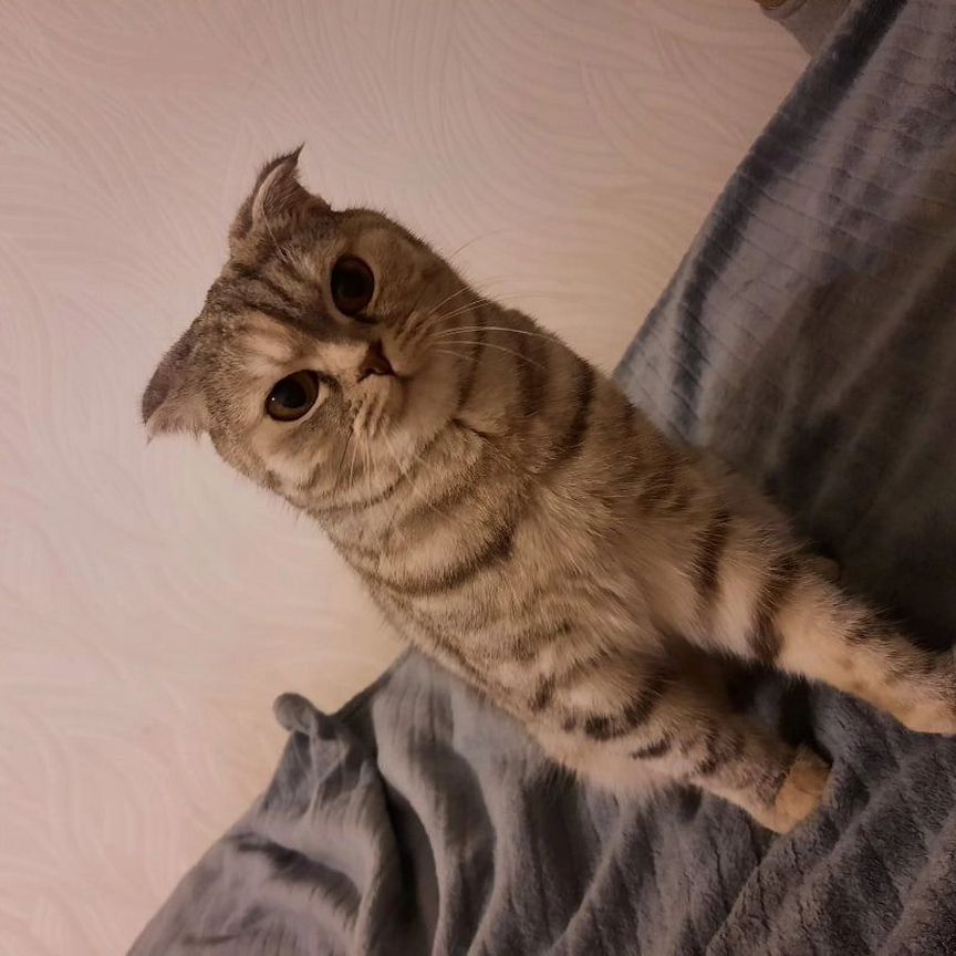 Шотландская вислоухая кошка бесплатно