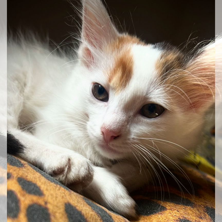 Котята