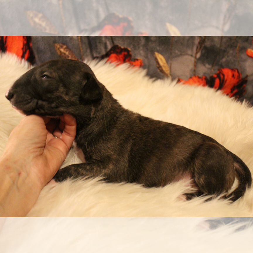 Бультерьер, щенок