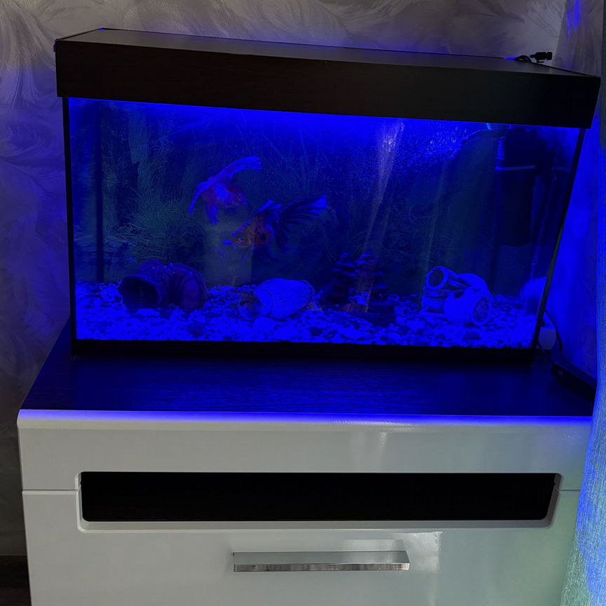 Аквариум с золотыми рыбками 80 литров