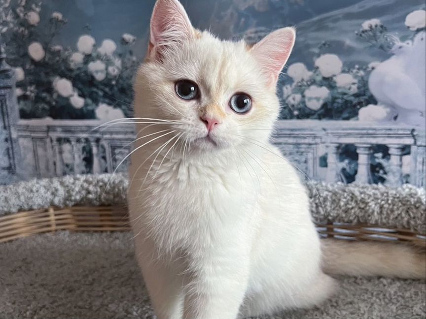 Британские котята золотой колор пойнт