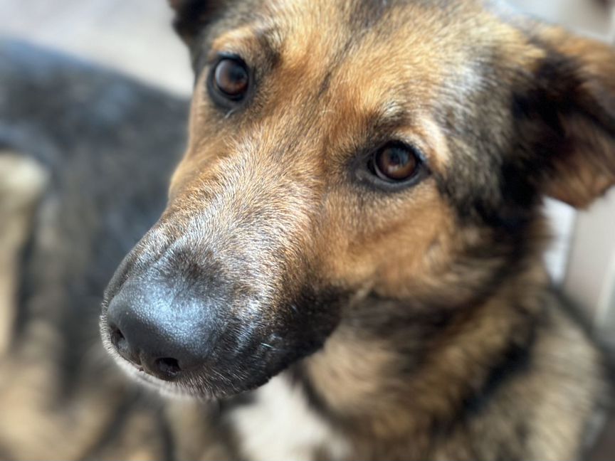 Фиби - собака мечты