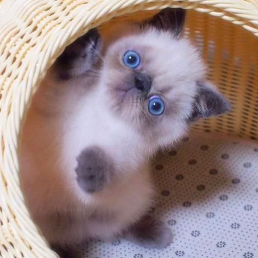 Котиик экзотик