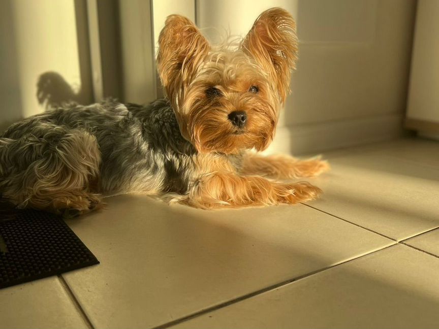 Йоркширский терьер вязка мальчик