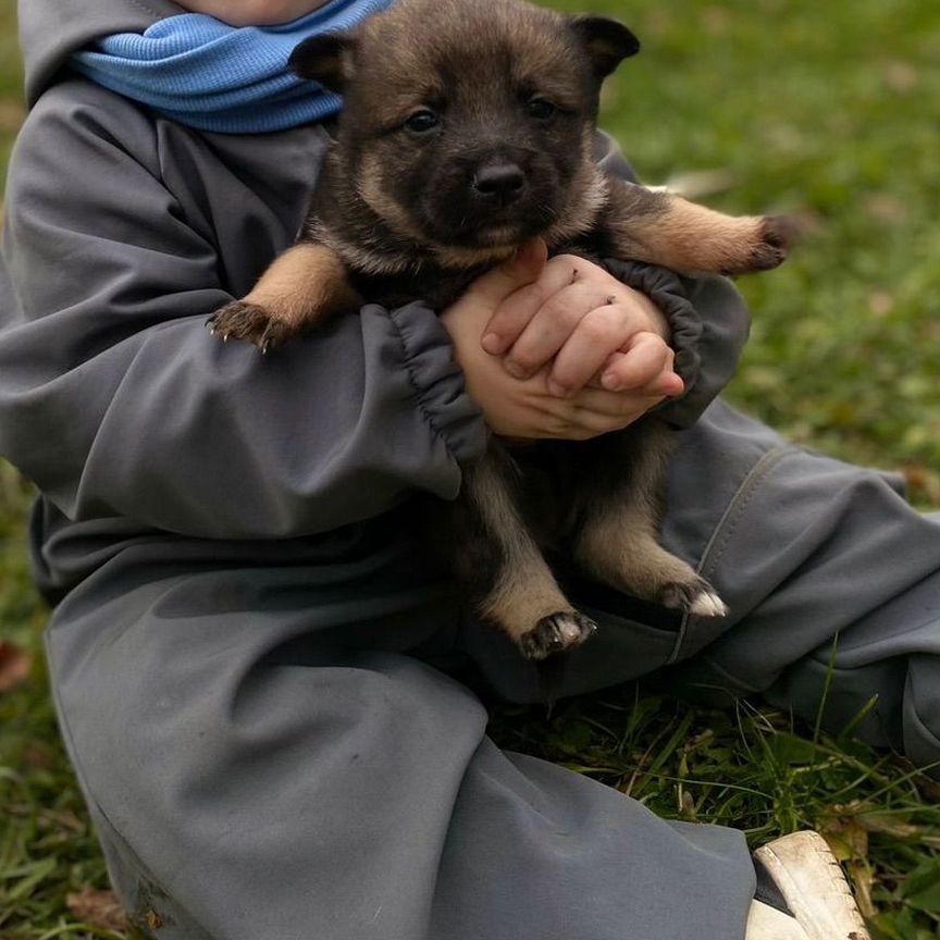 Немецкая овчарка, щенок