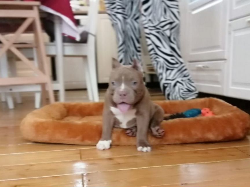 Американский булли малыши