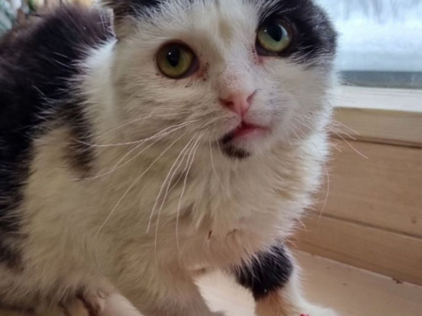 Вислоухий котенок из Дагестана