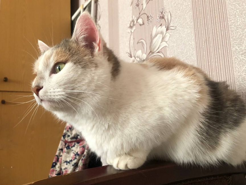 Кошечка трехцветная