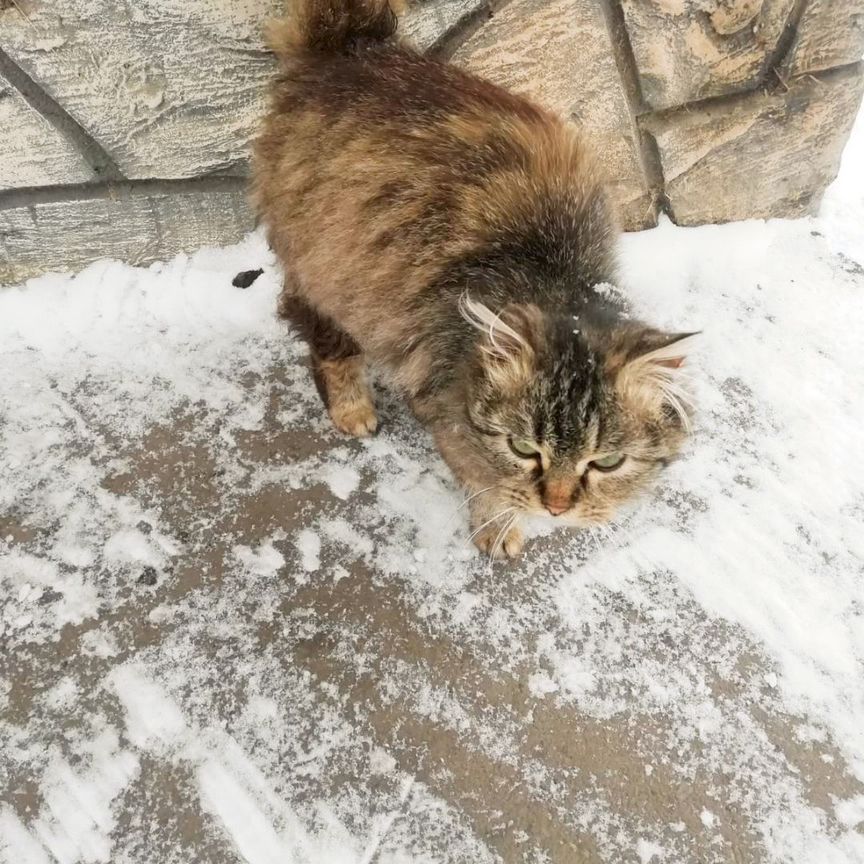 Кошечка замерзает на улице