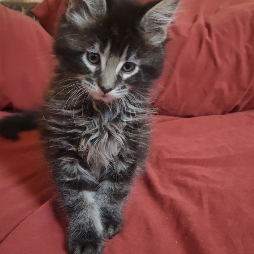 Мейн-кун котёнок