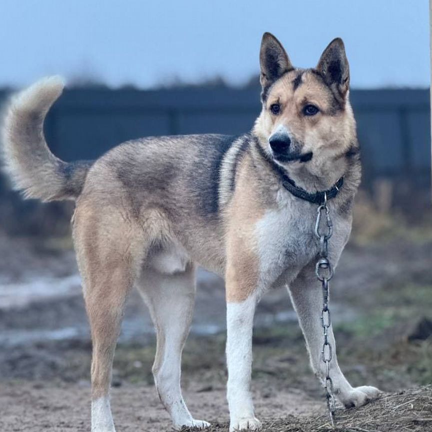 Взрослая собака в добрые руки