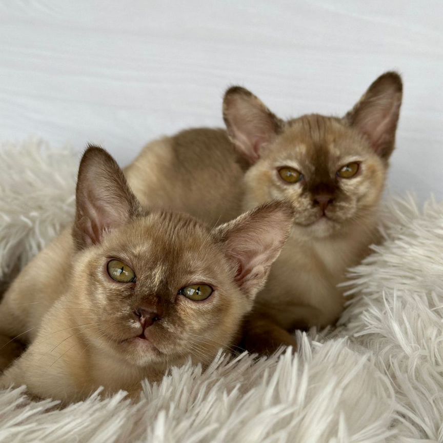 Бурманские котята