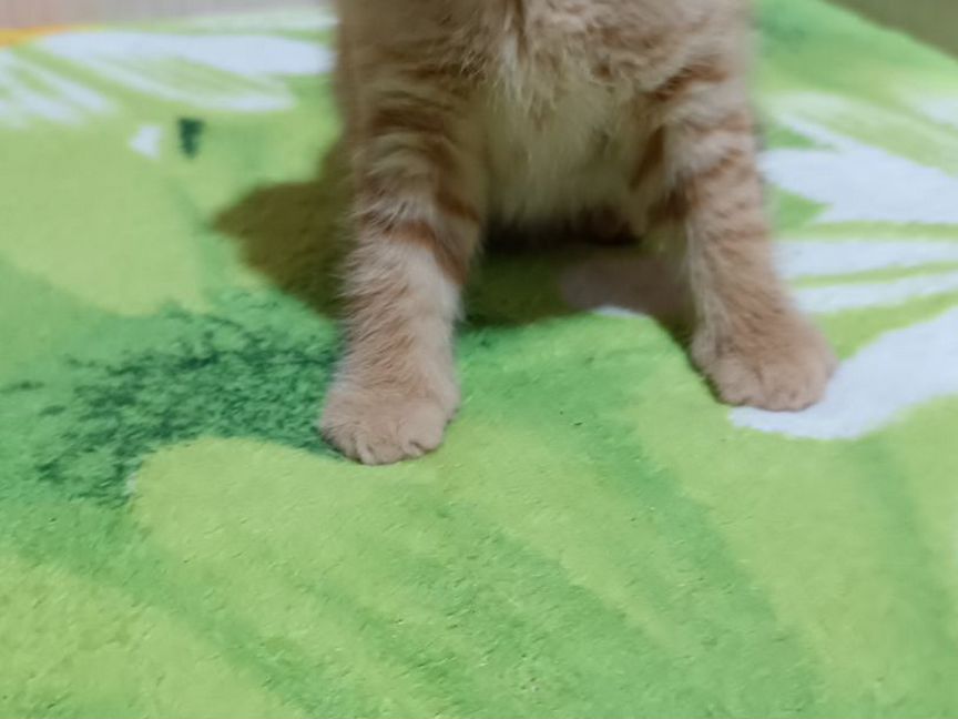 Вислоухий кот