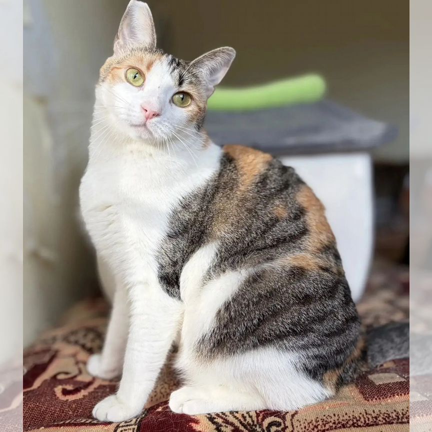 Взрослая, кошка в добрые руки