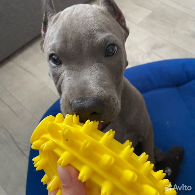 Щенок питбуля голубой