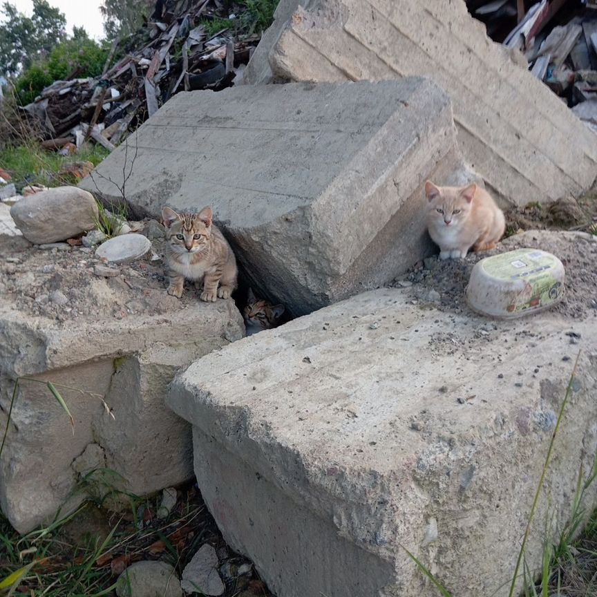 Банда диких котят