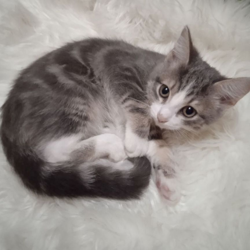 Котята