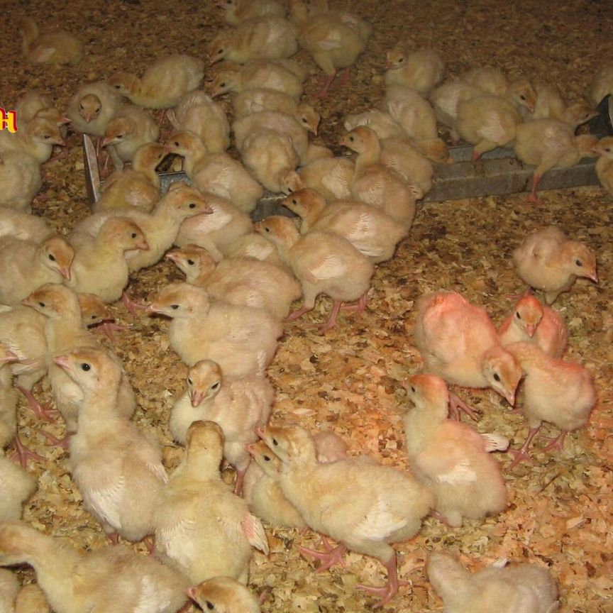 Индюшата (Франция)