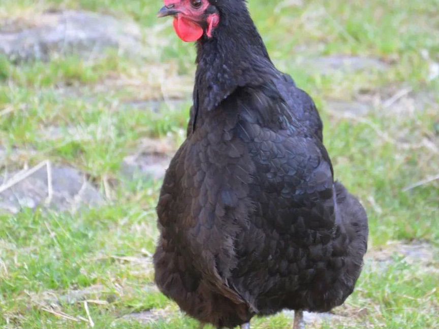 Куры несушки