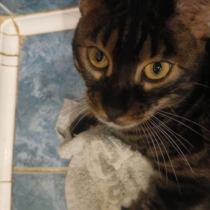 Кошки породистые