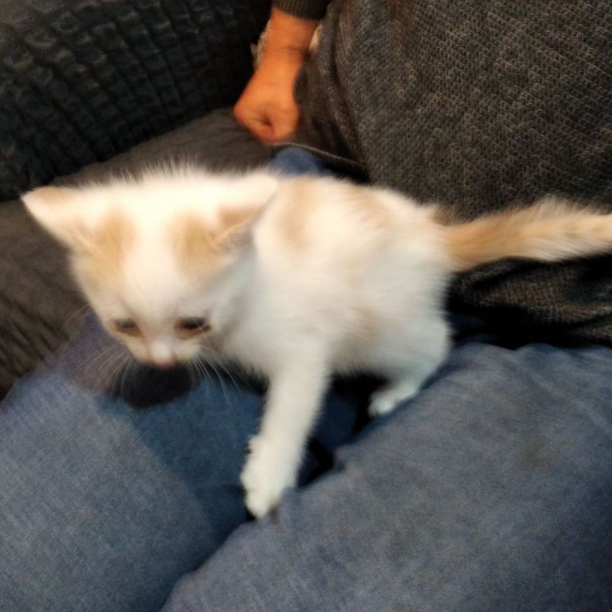 Котята в добрые руки мальчик и девочка