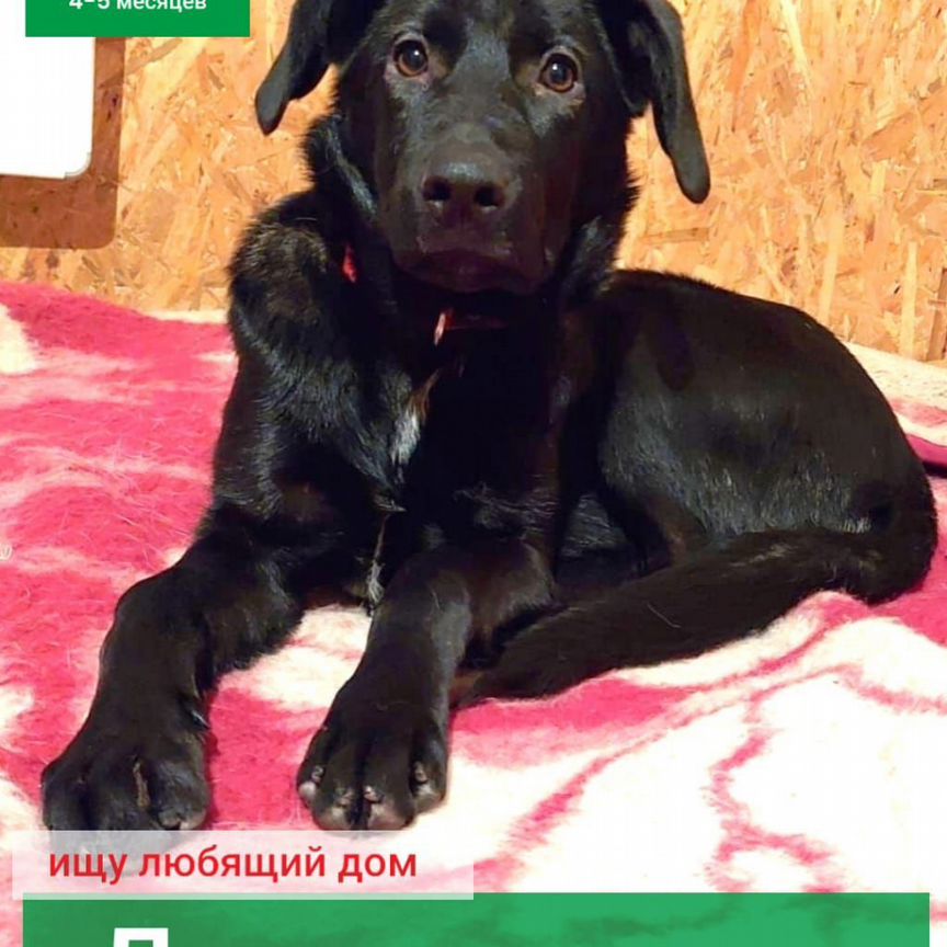 Щенок в добрые руки бесплатно