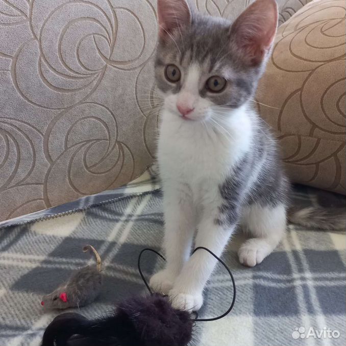 Котенок Прелесть в дар