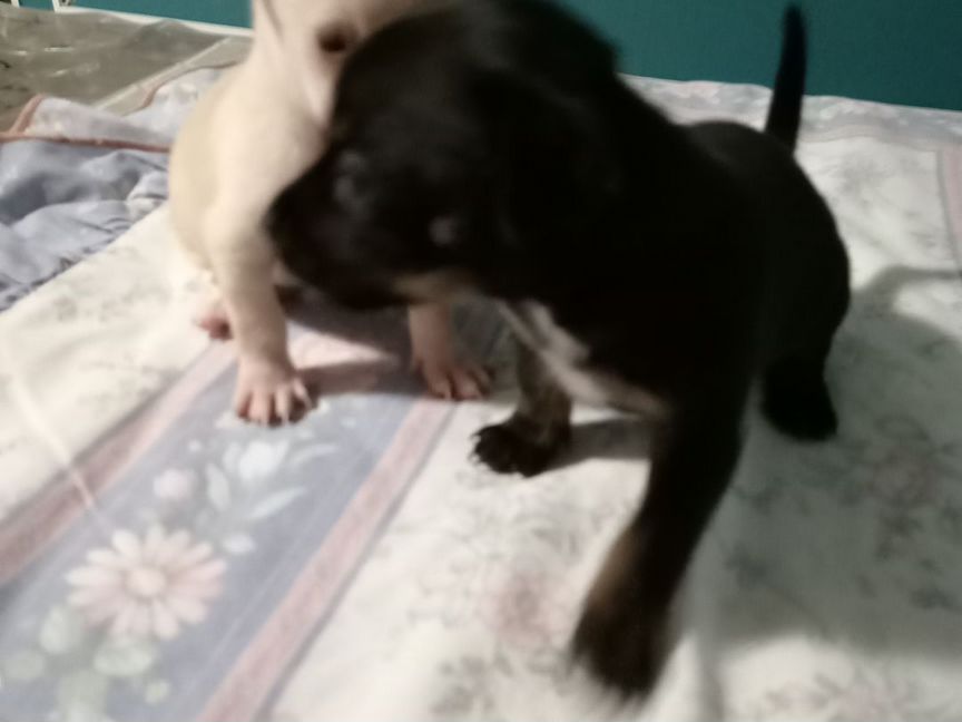 Мини той терерчики2 деаочки