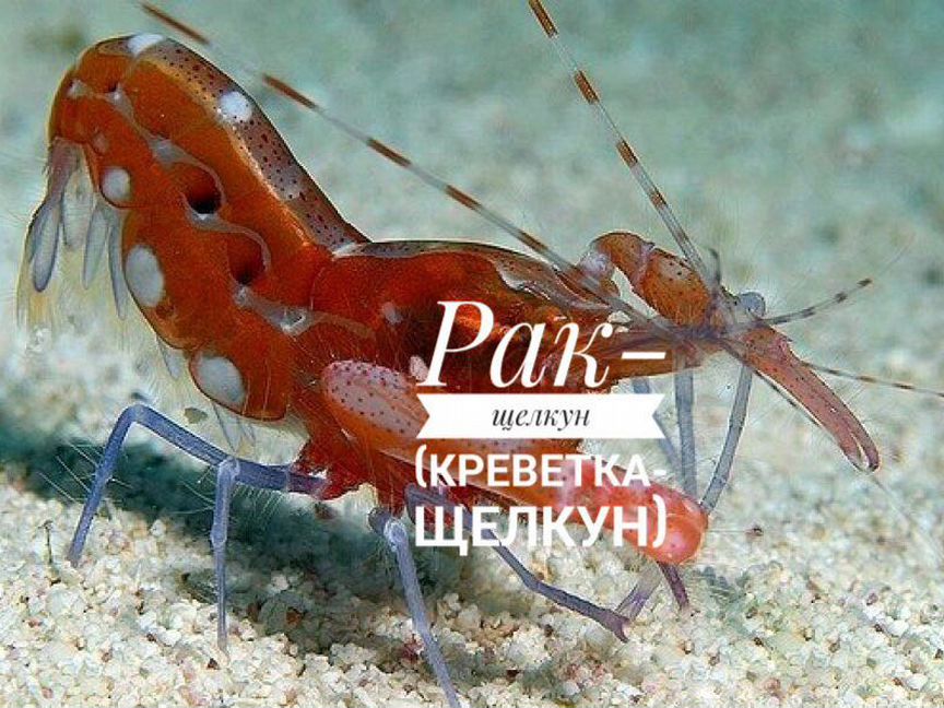 Рак-щелкун, L(морской рак в наличии)